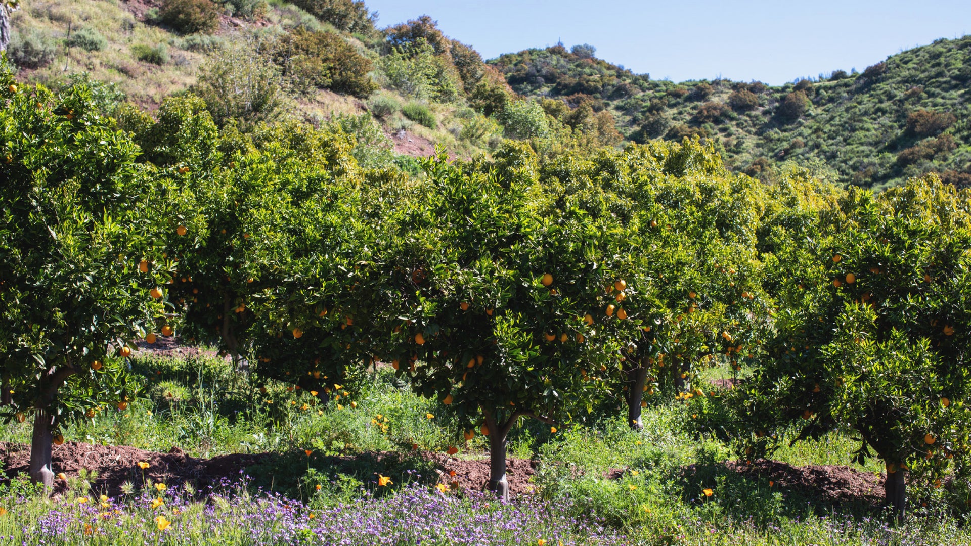 Accelerate your wellness – KOALA ECO