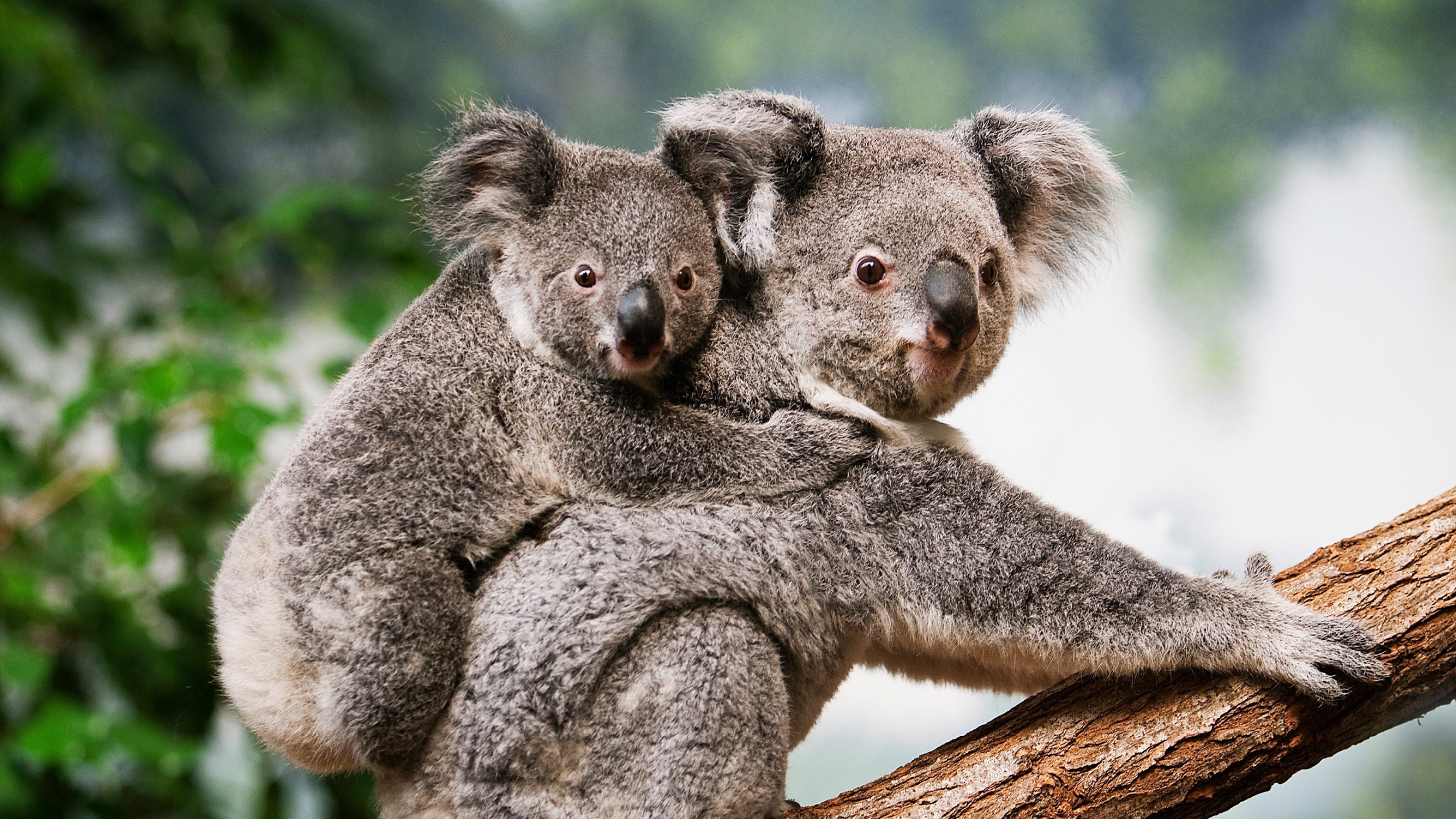 International Day for Biological Diversity – KOALA ECO
