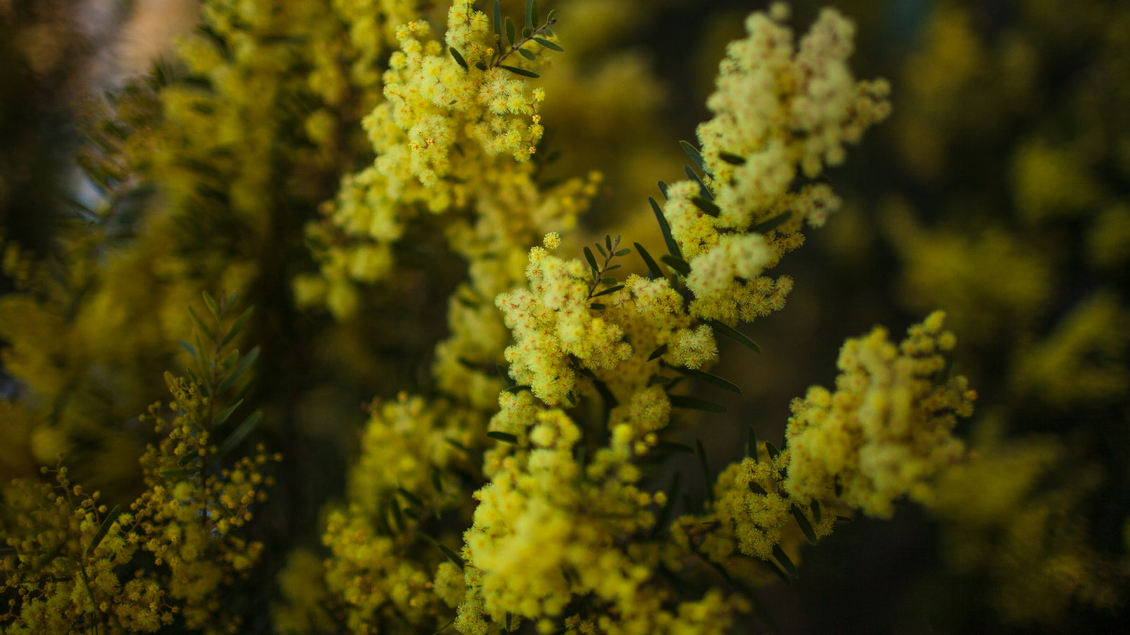 The pattern of vivid regeneration: how we are drawn to flowers – KOALA ECO