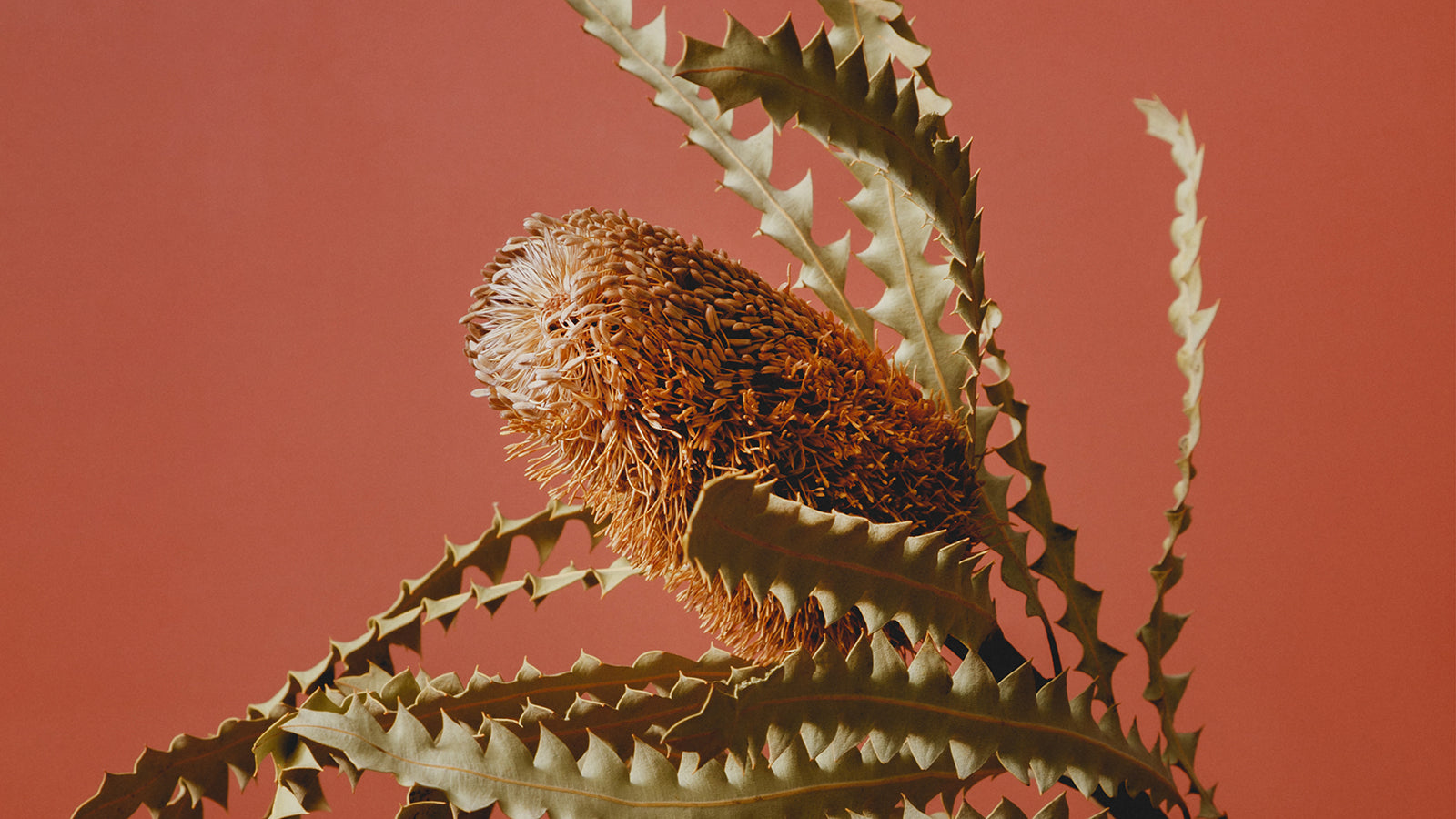 The Secret Power of Scent: How Smell Affects Your Memories and Emotion ...