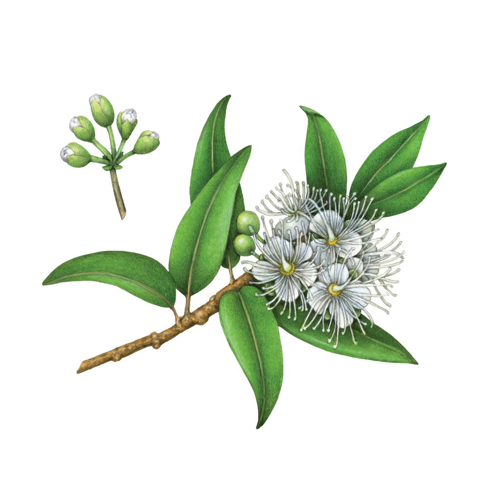 Essential Oils – KOALA ECO